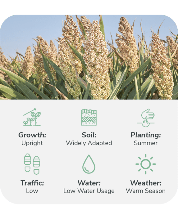 Cover Crops For The Summer Heat