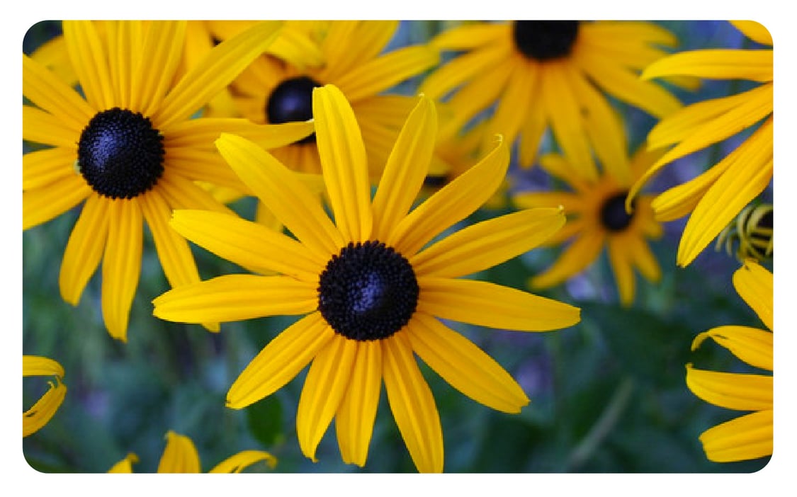 The Importance of Agricultural Native Grass Seed