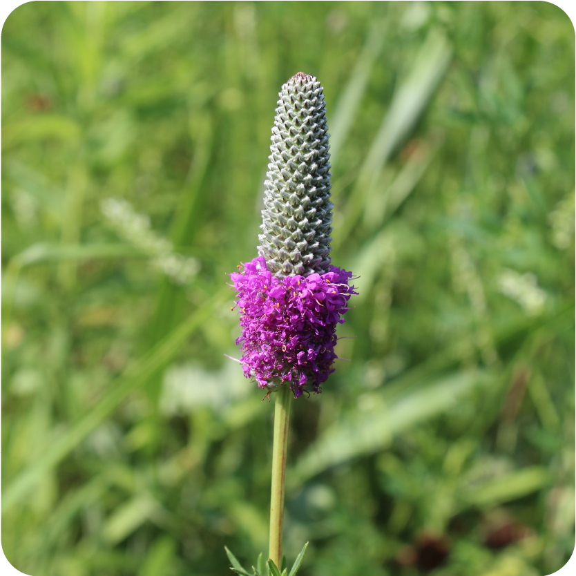 The Best Cover Crops to Plant in the Southwest