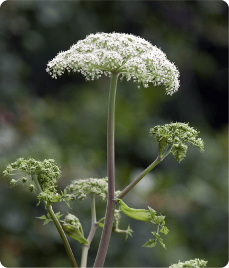 Environmental Impacts: Invasive Seed Species Affecting Pastures